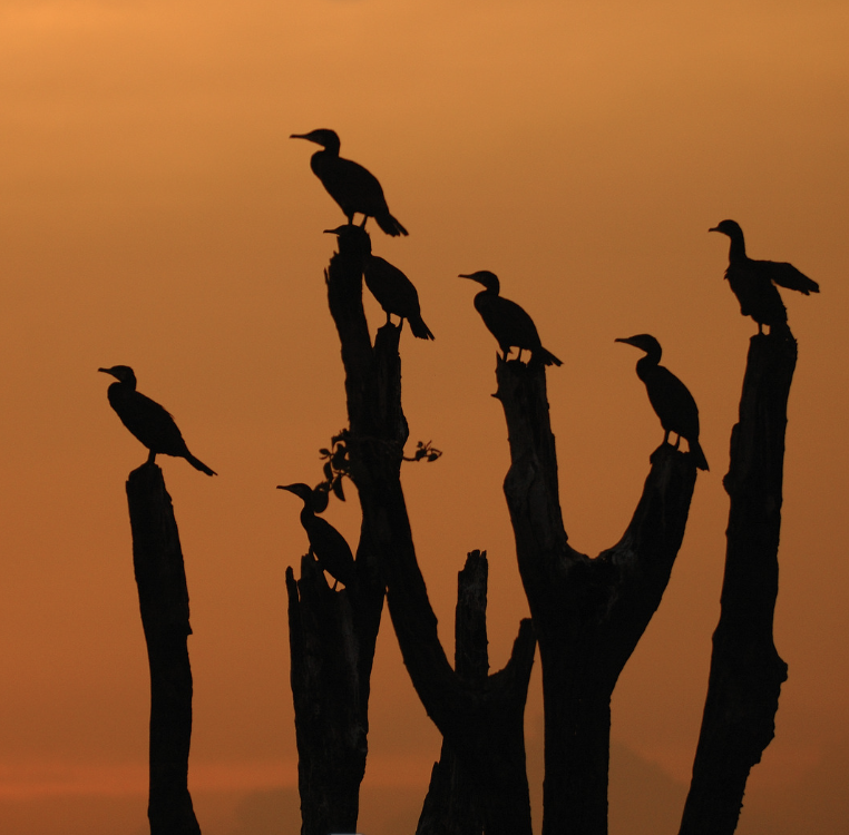 The errors of the Seeker movement come home to roost – Berean Research